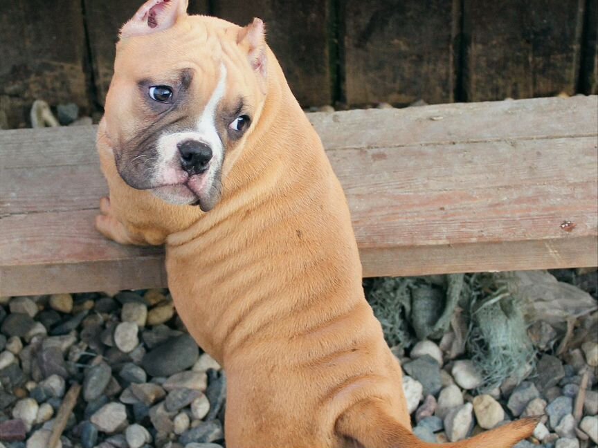 Умница Рыжка. Американский булли