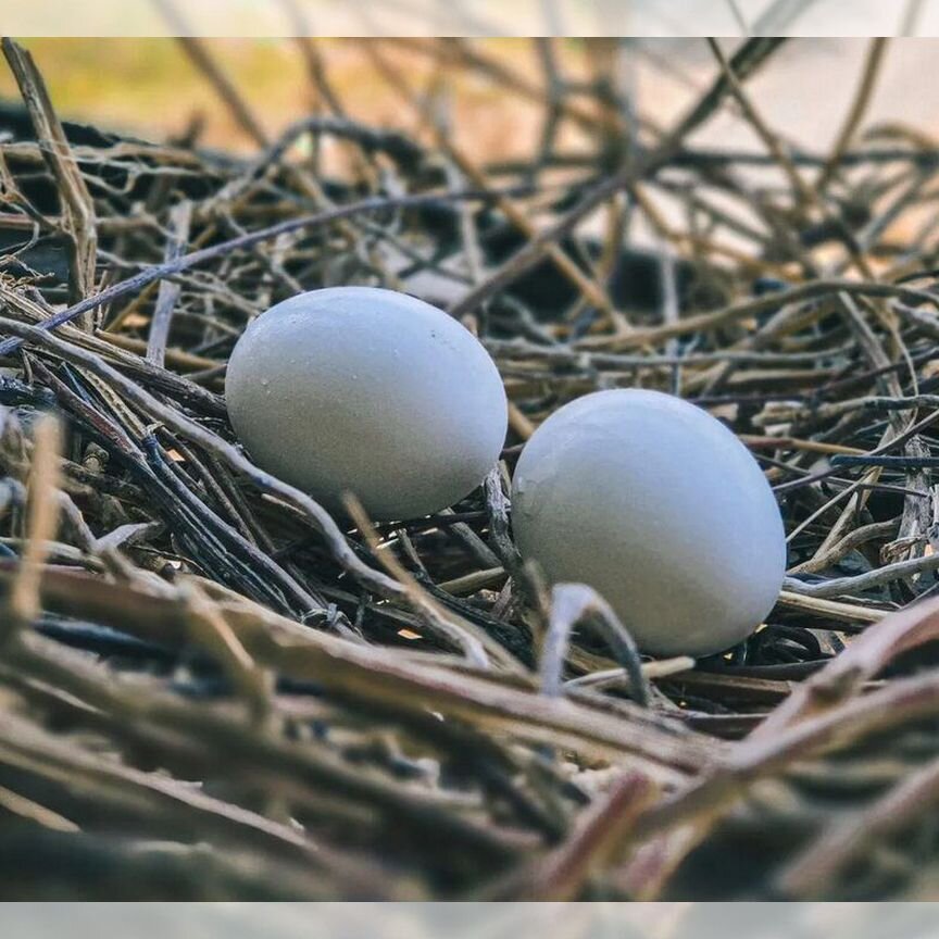 Голубиные яйца