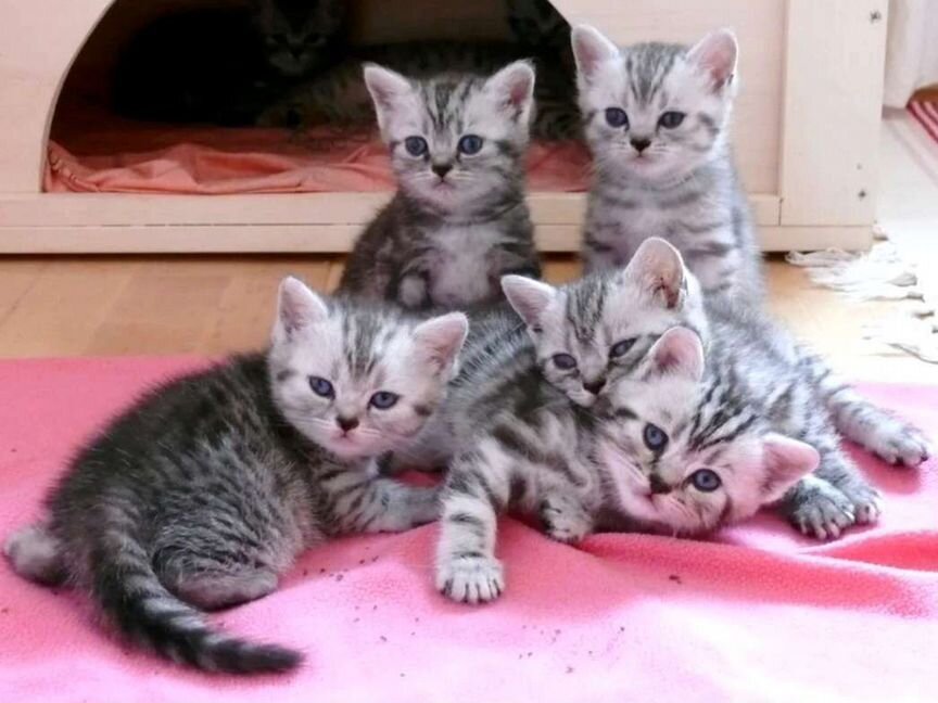 Шотландские мишки) окрас Вискас
