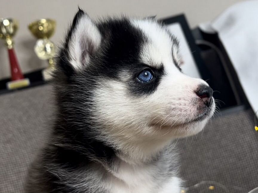 Черно-белый мальчик Помски