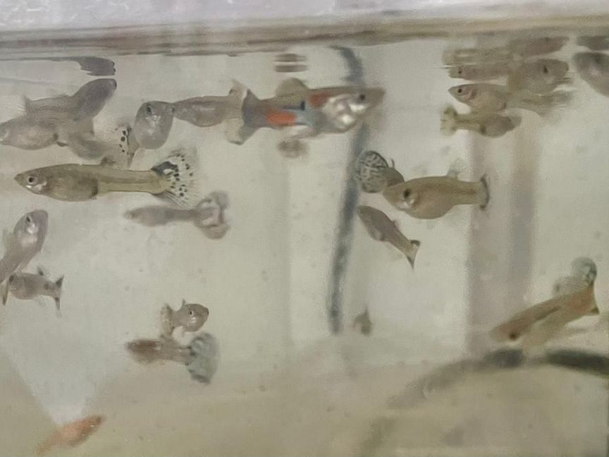 Аквариумные рыбки гуппи чистая линия микс