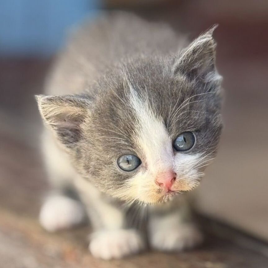 Котёнок в добрые руки
