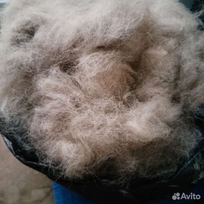 Пух кавказской овчарки