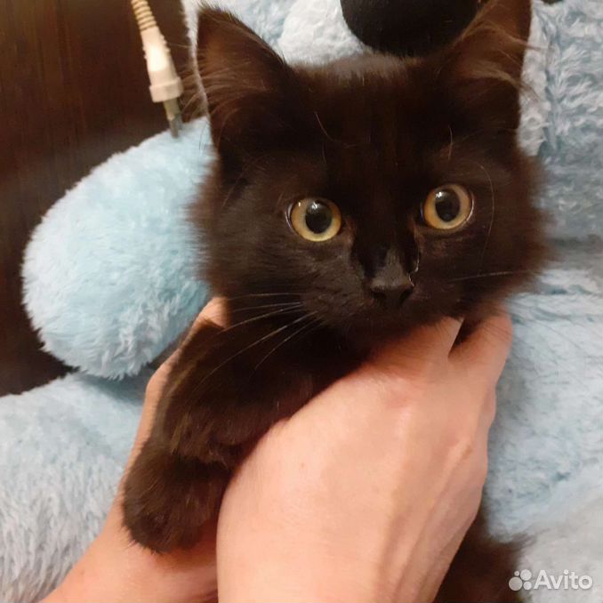 Котята 2-2.5 месяца мальчики