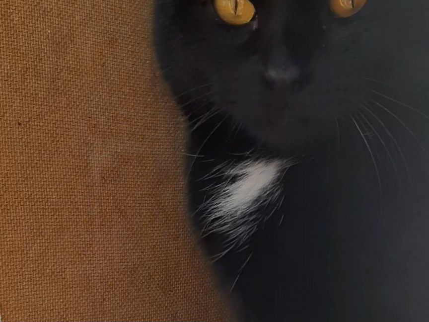 Котик которому удалось выжить