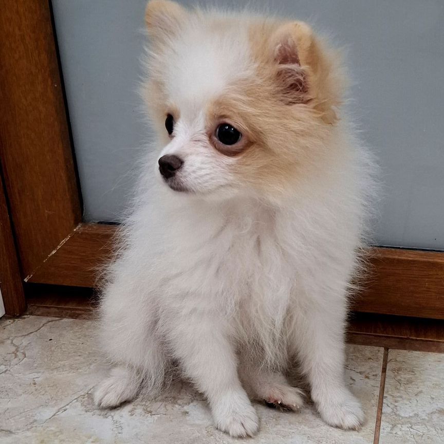 Померанский шпиц, щенок