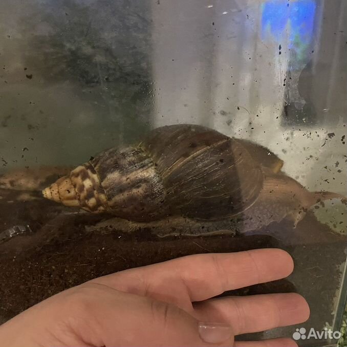 Улитка Ахатина