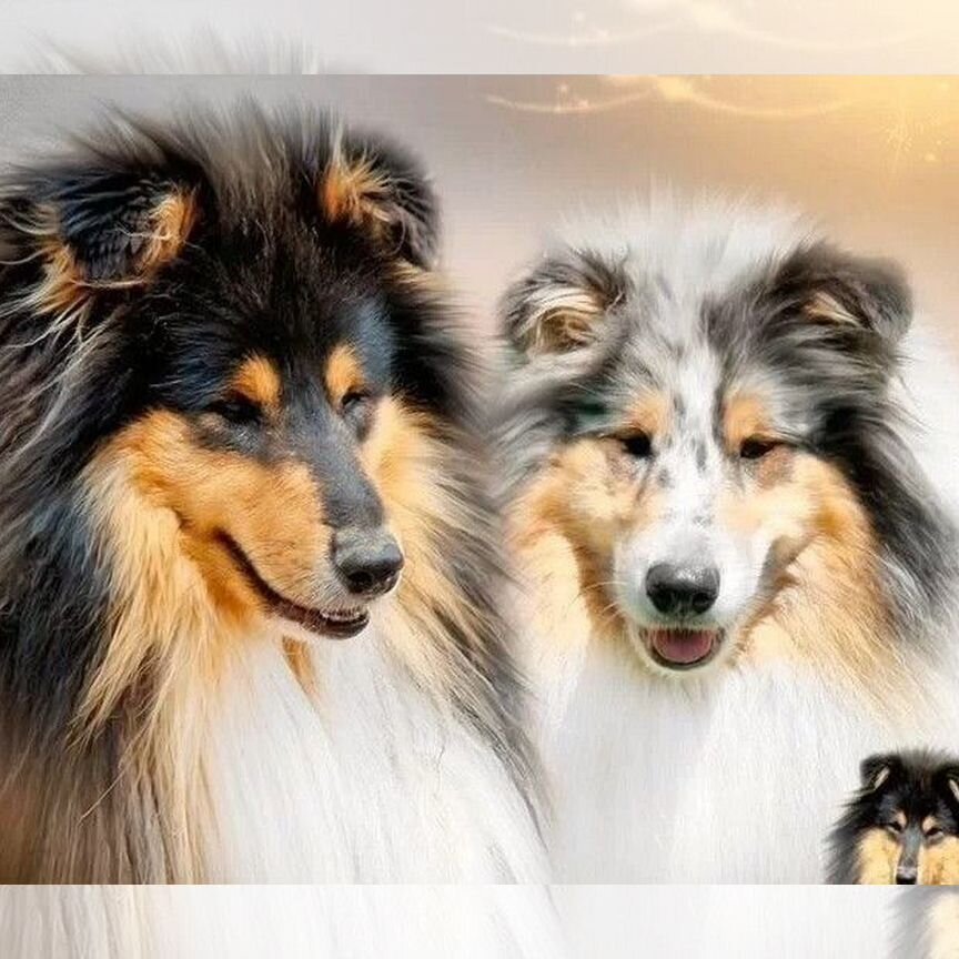 Щенки колли