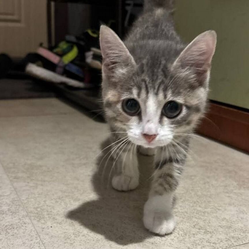 Котёнок в добые руки