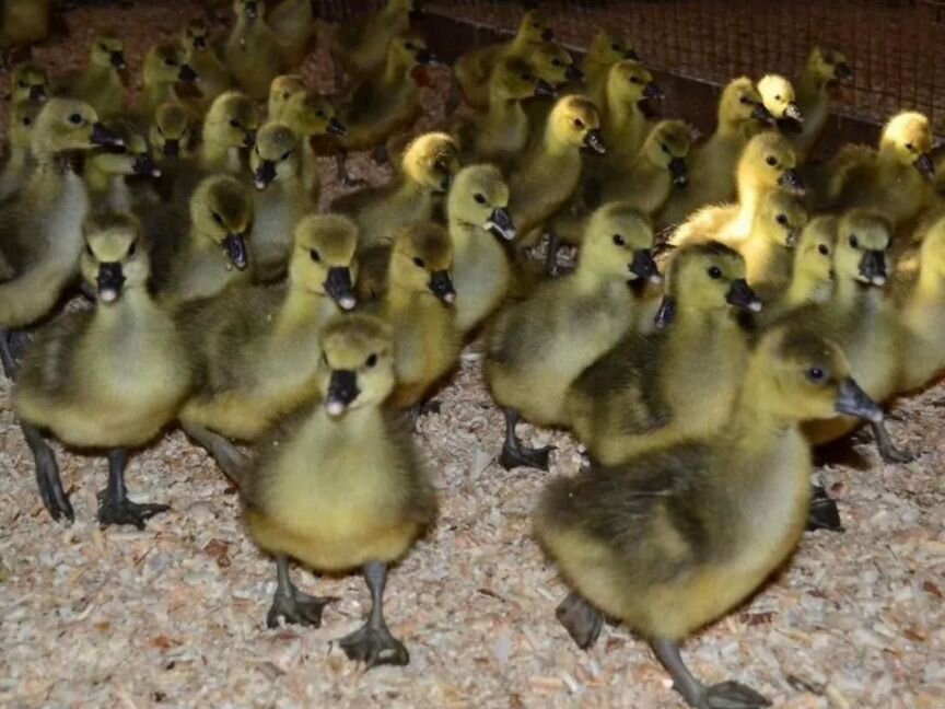 Продажа гусят