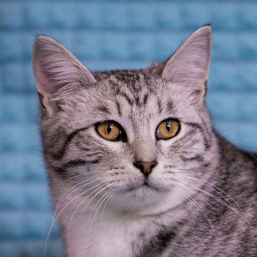 Котенок Жучок в дар