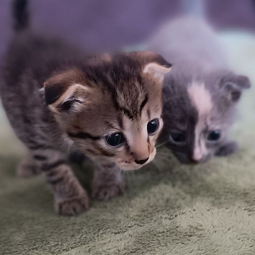 Отдам котят в хорошие руки