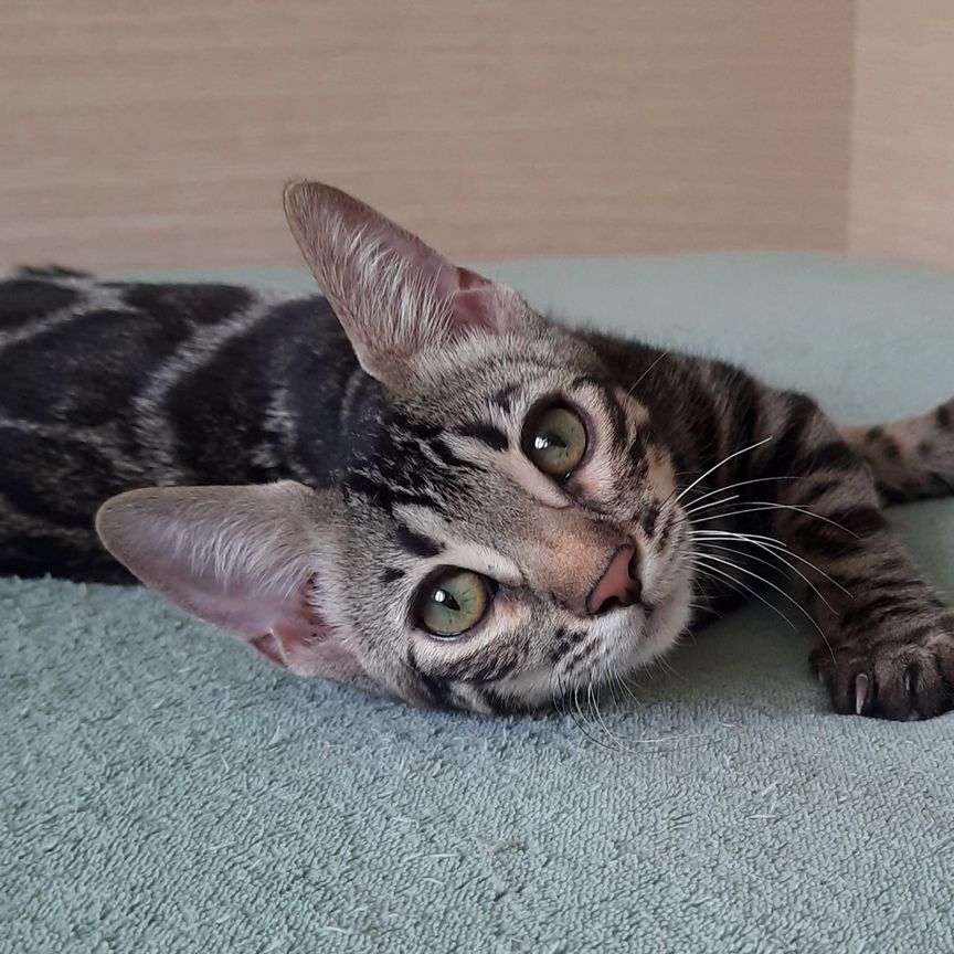 Бенгальская девочка