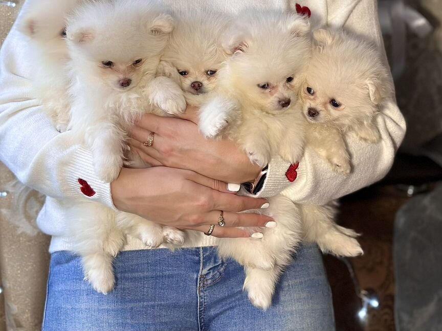 Шпиц Померанский мини щенки белые