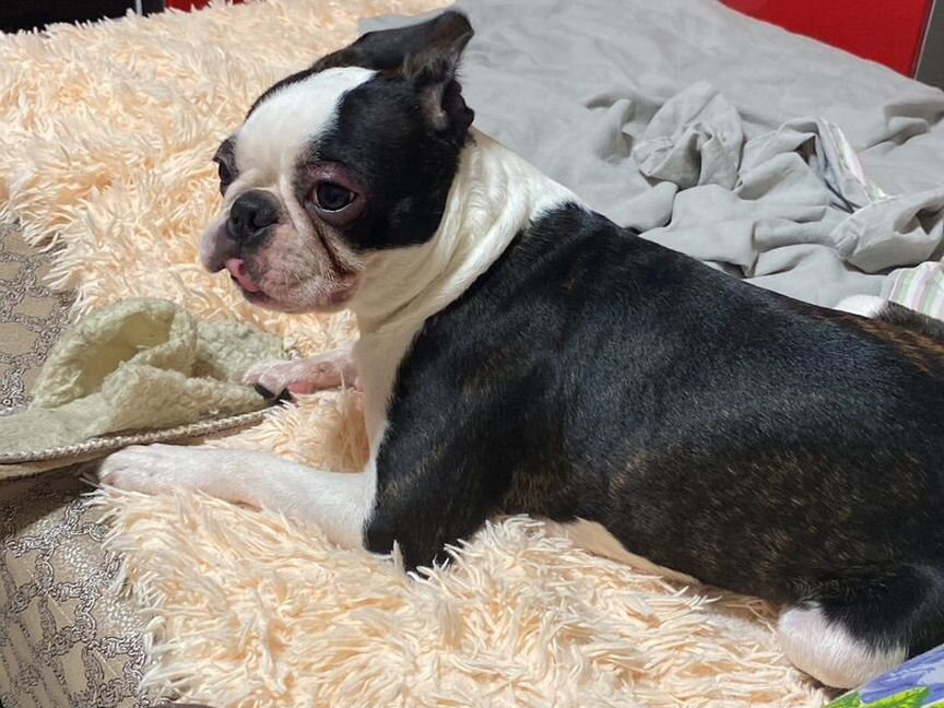 Бостонский терьер