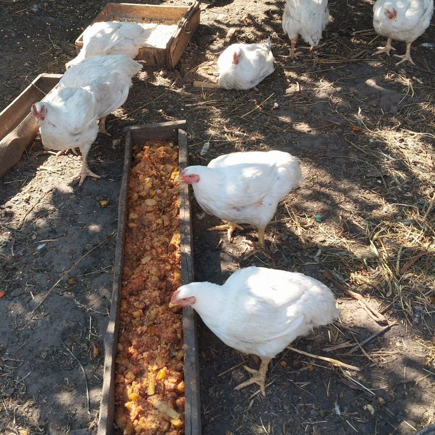 Бройлеры живым весом