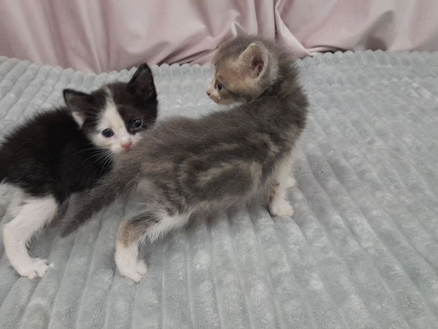 Котята