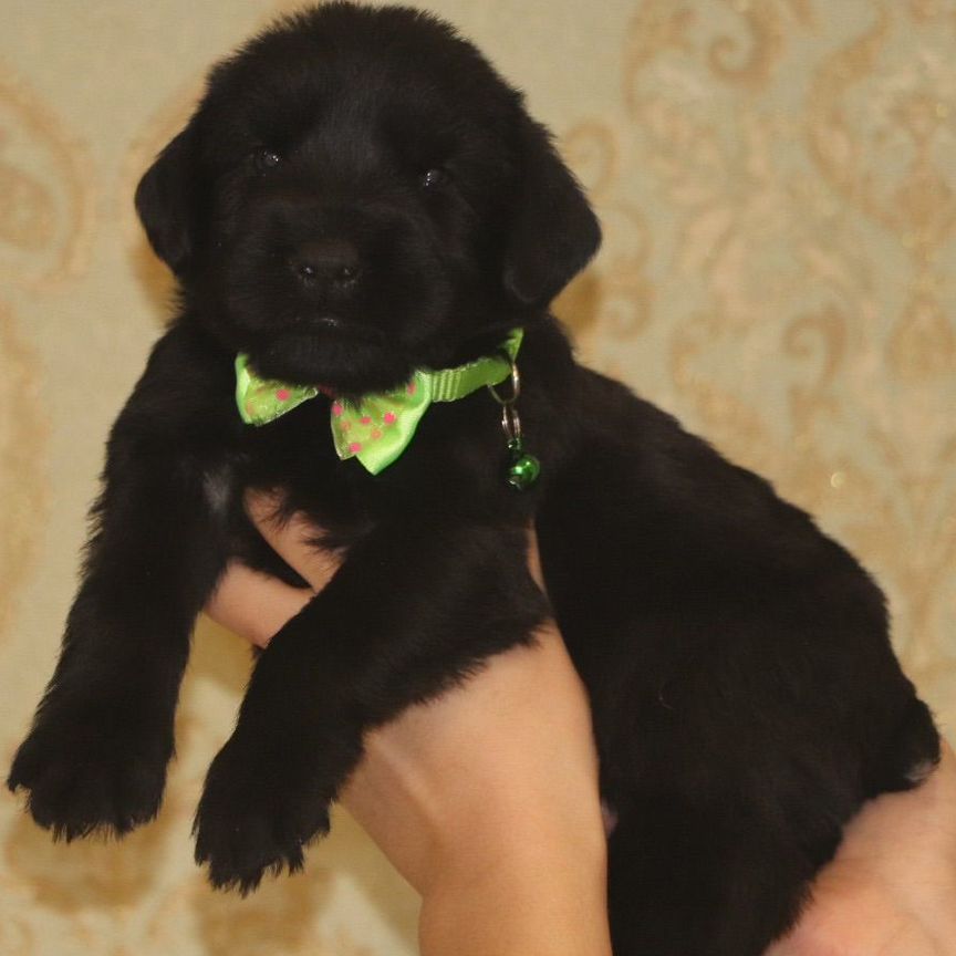 Ризеншнауцер