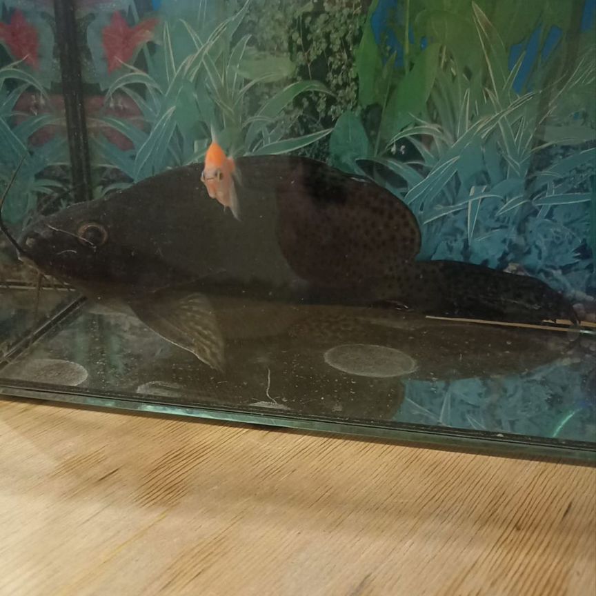 Сом синодонтис