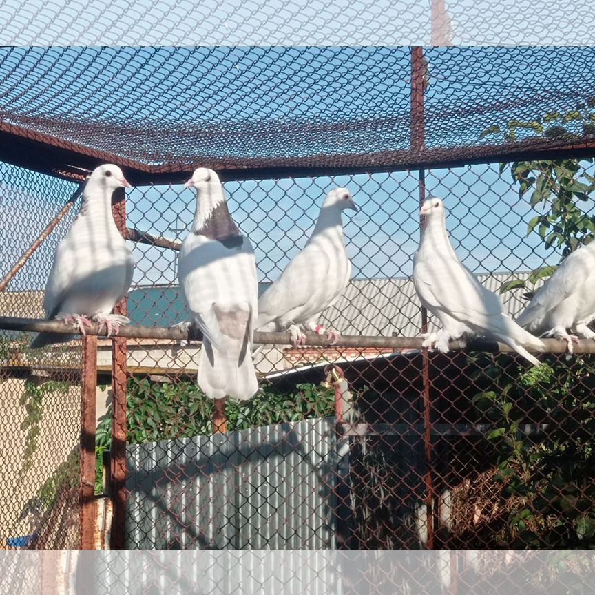 Голуби