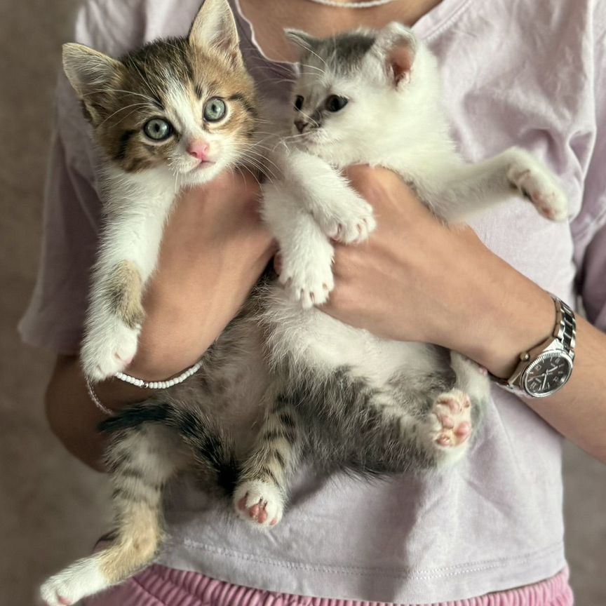 Котенок в добрые руки