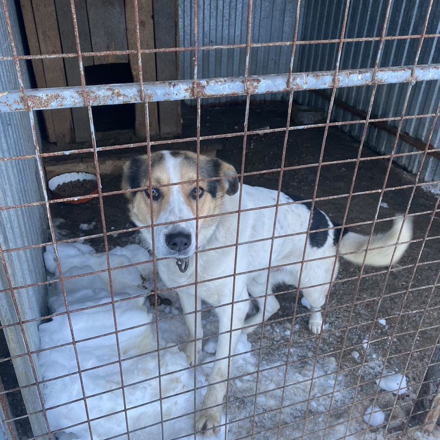 Собака в добрые руки