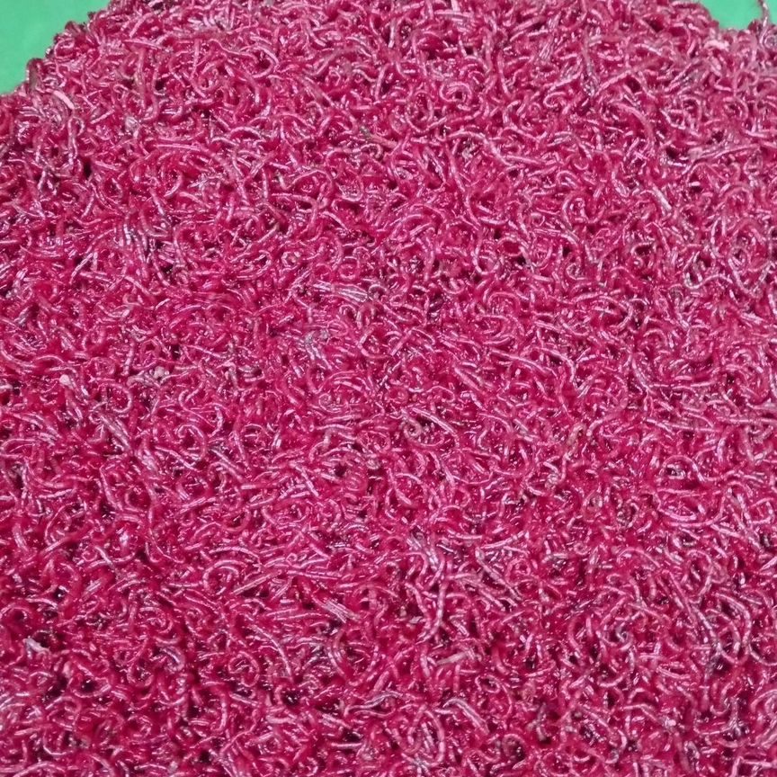 Мотыль, Артемия рачок