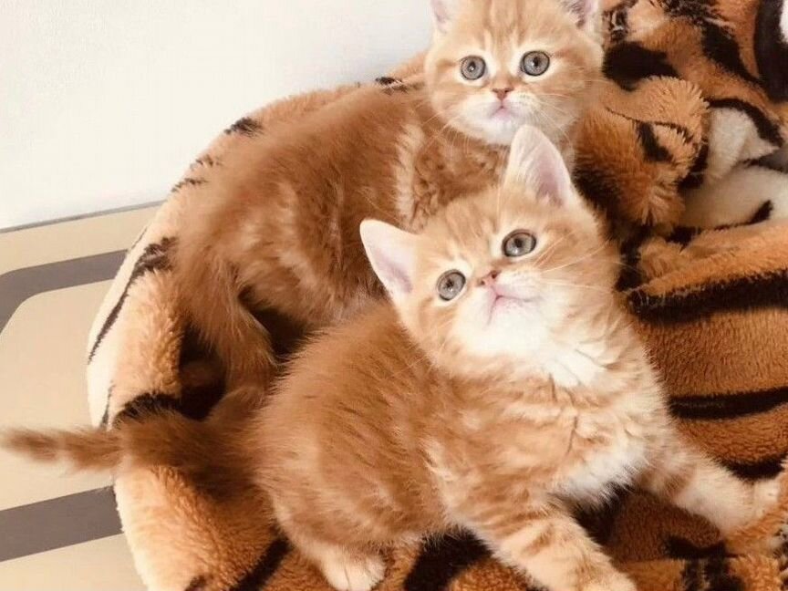 Котята