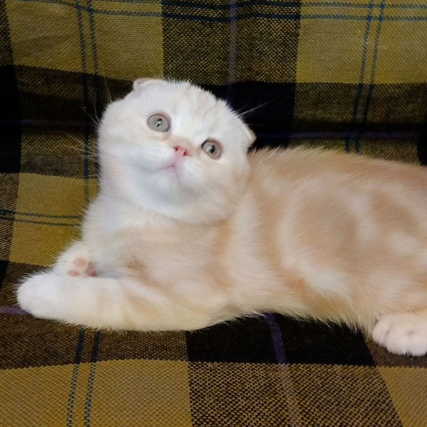 Шотландский вислоухий короткошёрстный котёнок