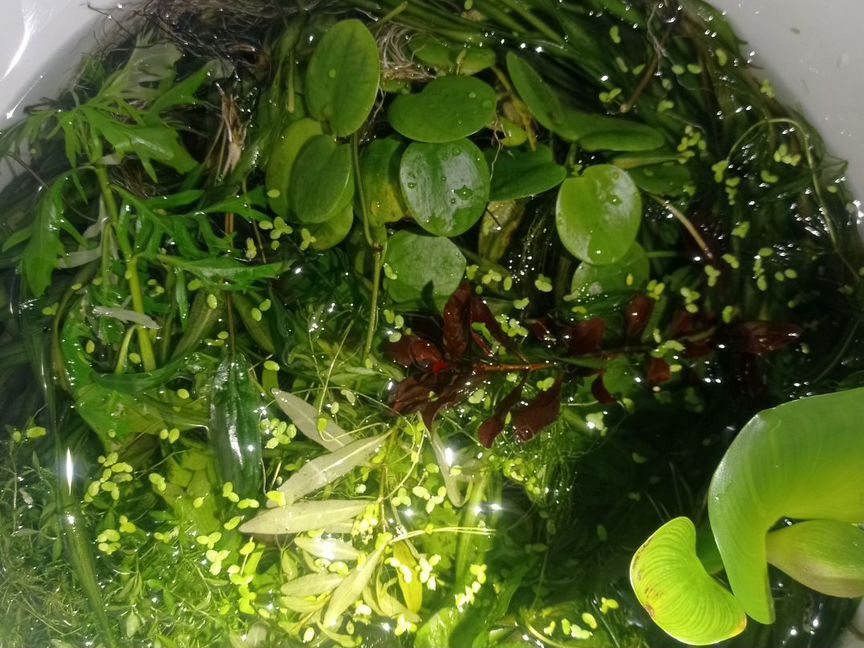 Аквариумные растения