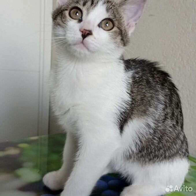 Скромная Мусечка мечтает о доме