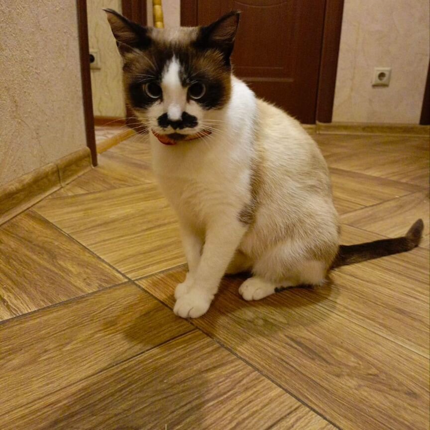 Породистая кошечка в добрые руки