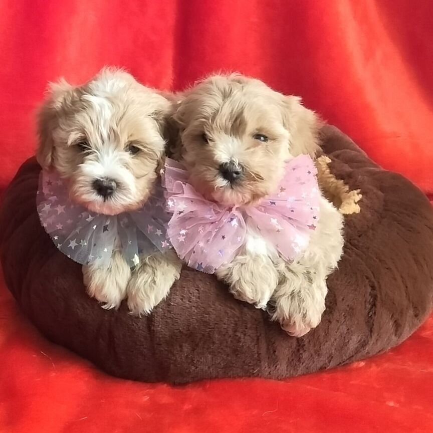 Мальтипу, щенок