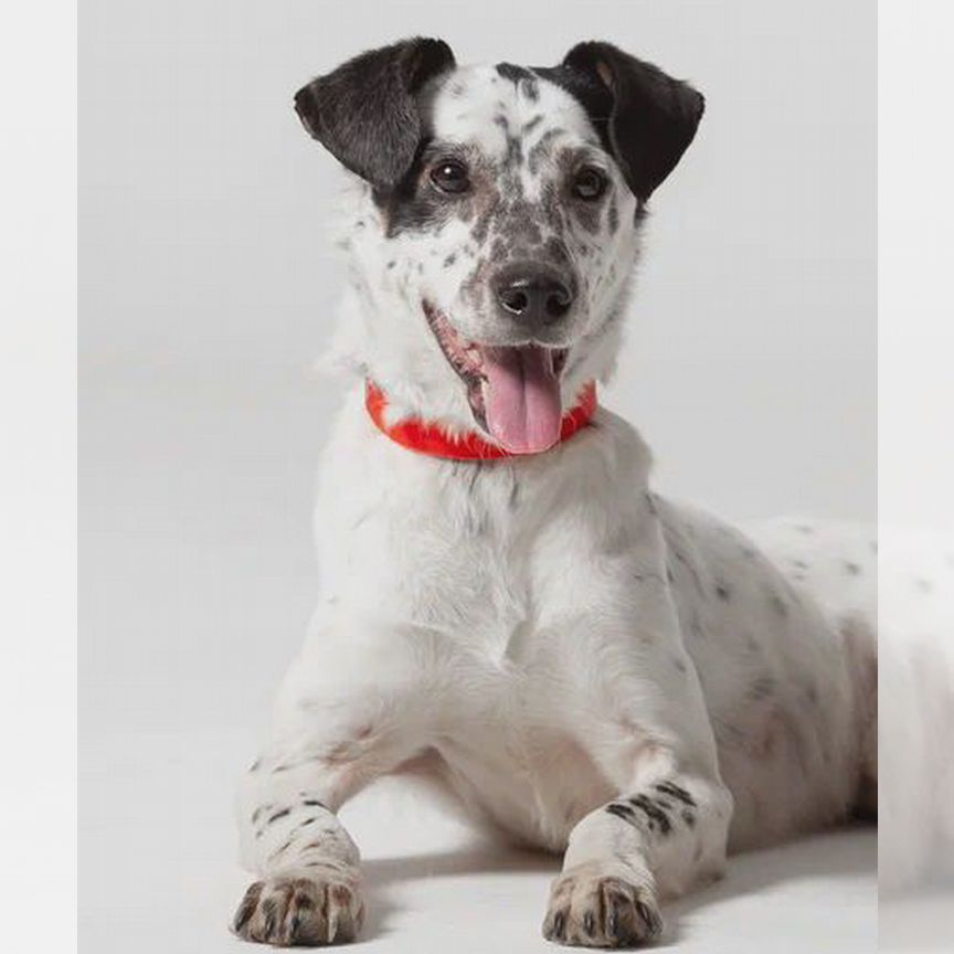 Взрослый пёс в добрые руки