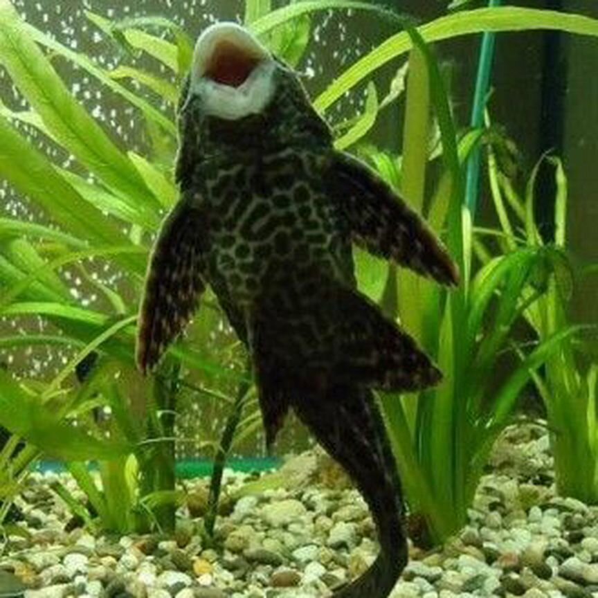 Анциструс большой