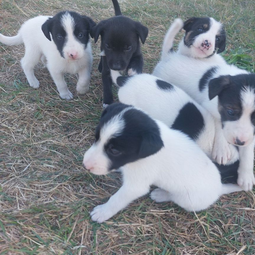 Щенки 2месяца ищут дом