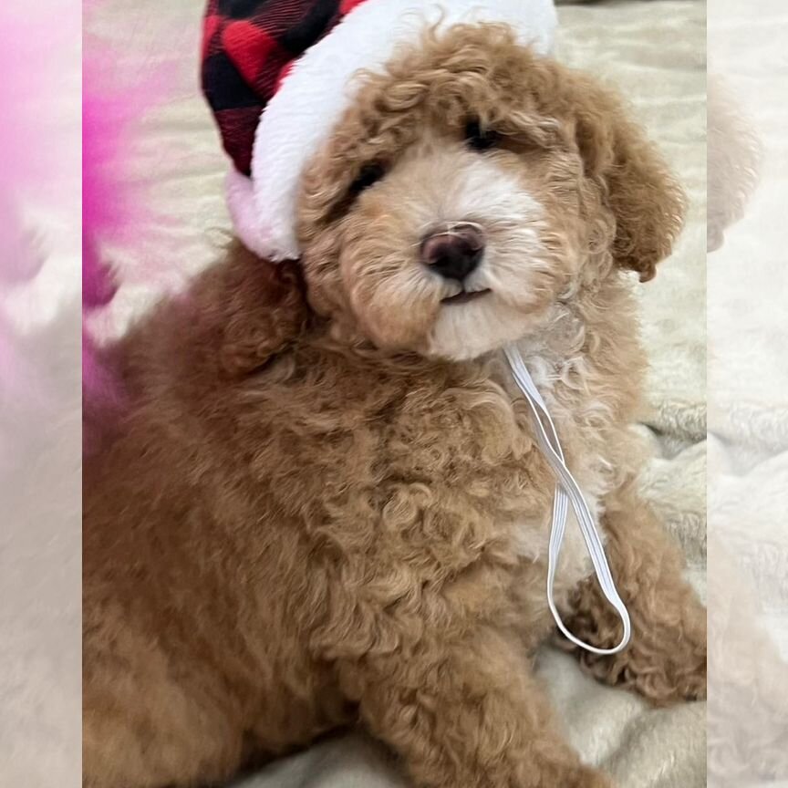 Мальтипу, щенок