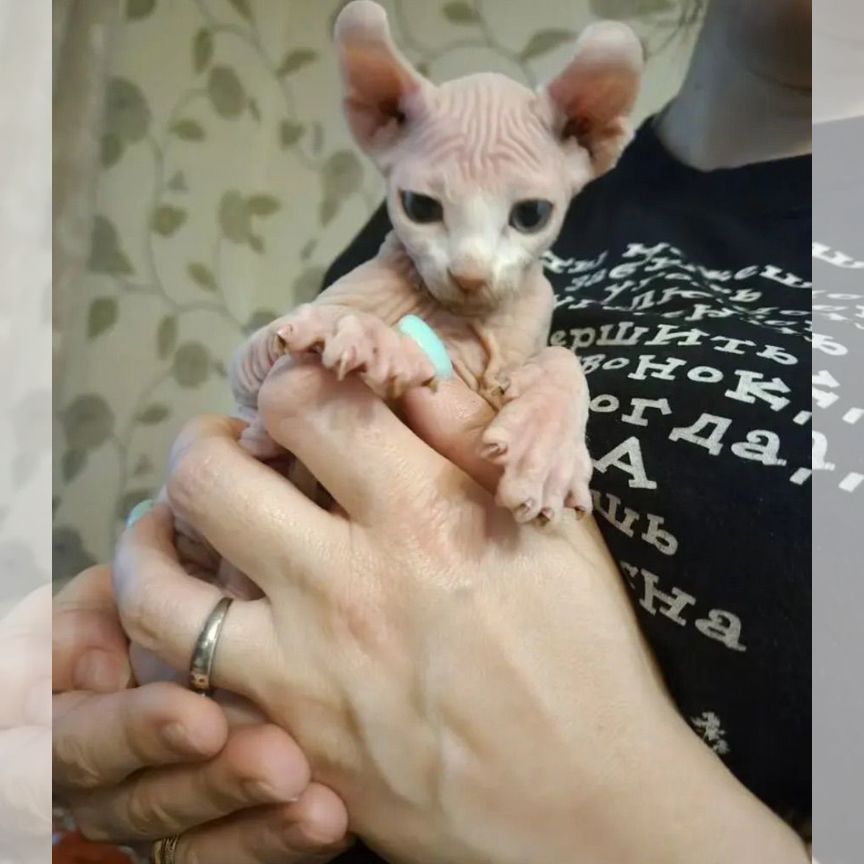 Эльф котёнок