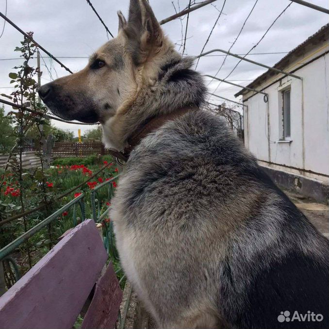 Продаются щенки, Восточноевропейская овчарка