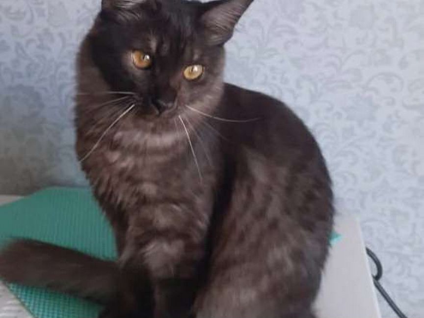 Котик