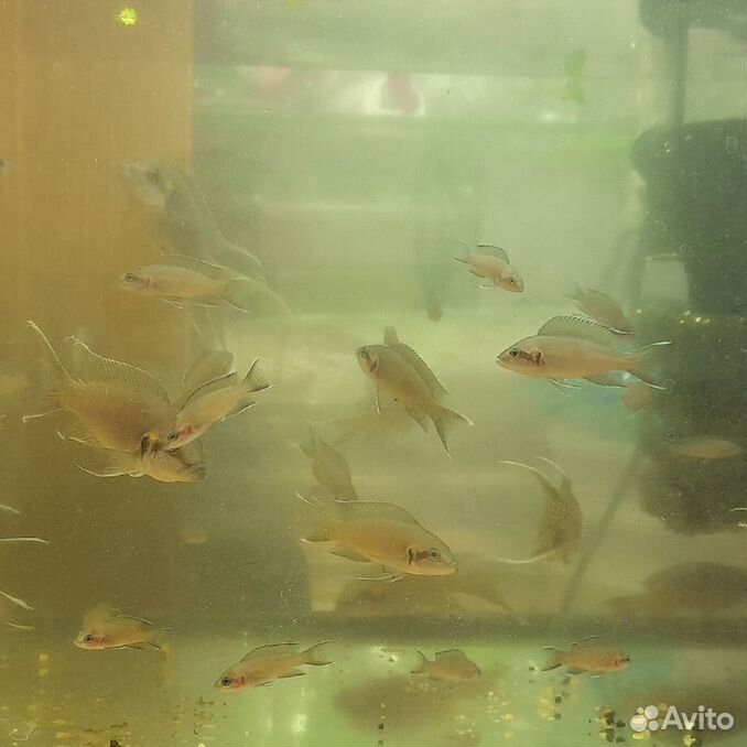 Принцесса бурунди