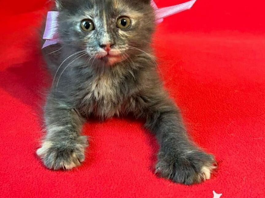 Котята