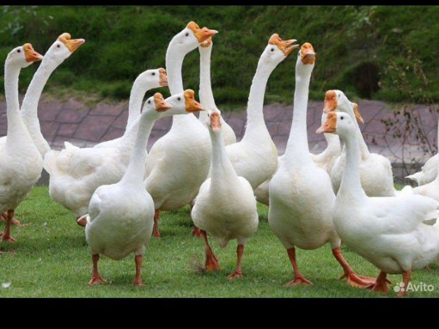 Закупаю перо гусиное и утиное сухое и мокрое