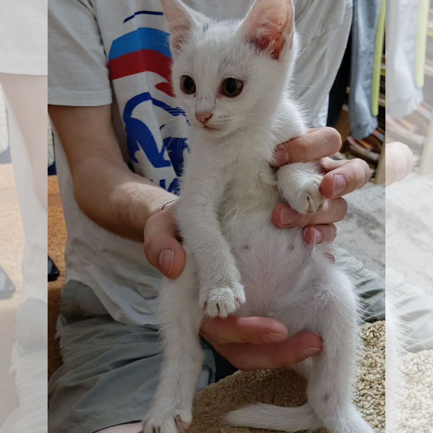 Котик 2 месяца. Бесплатно