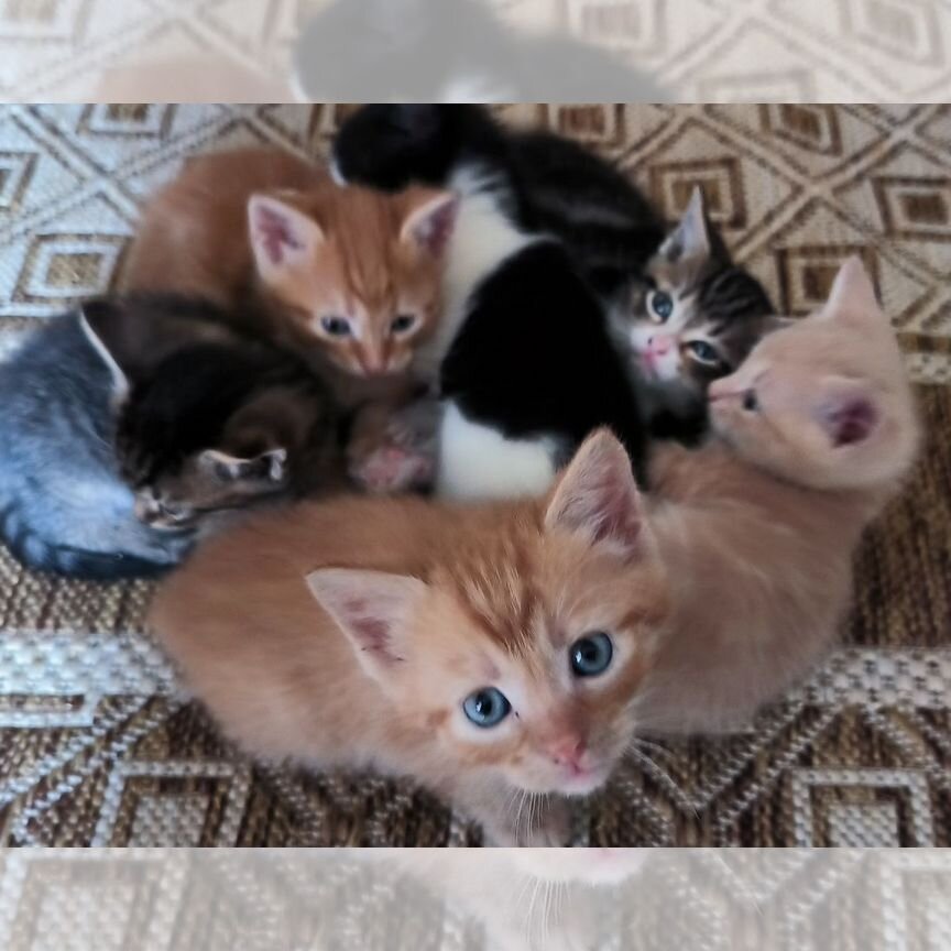 Отдам бесплатно домашних котят в добрые руки