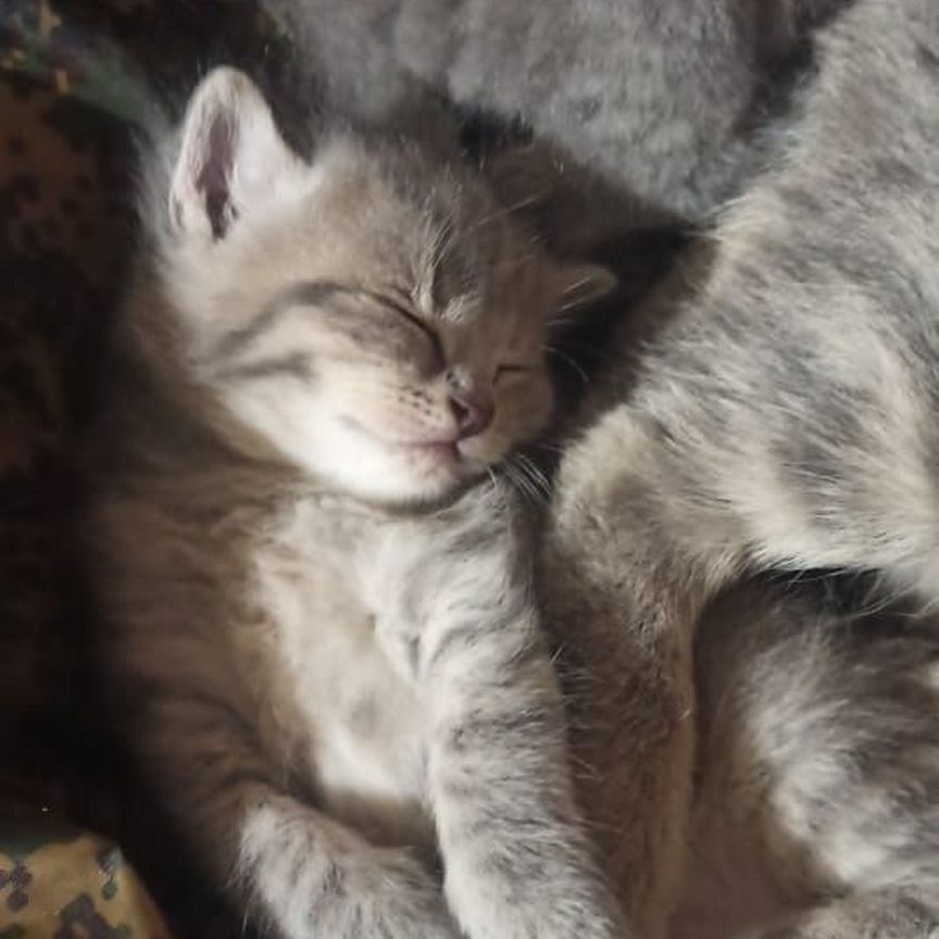 Ищу дом котёнку Кузе