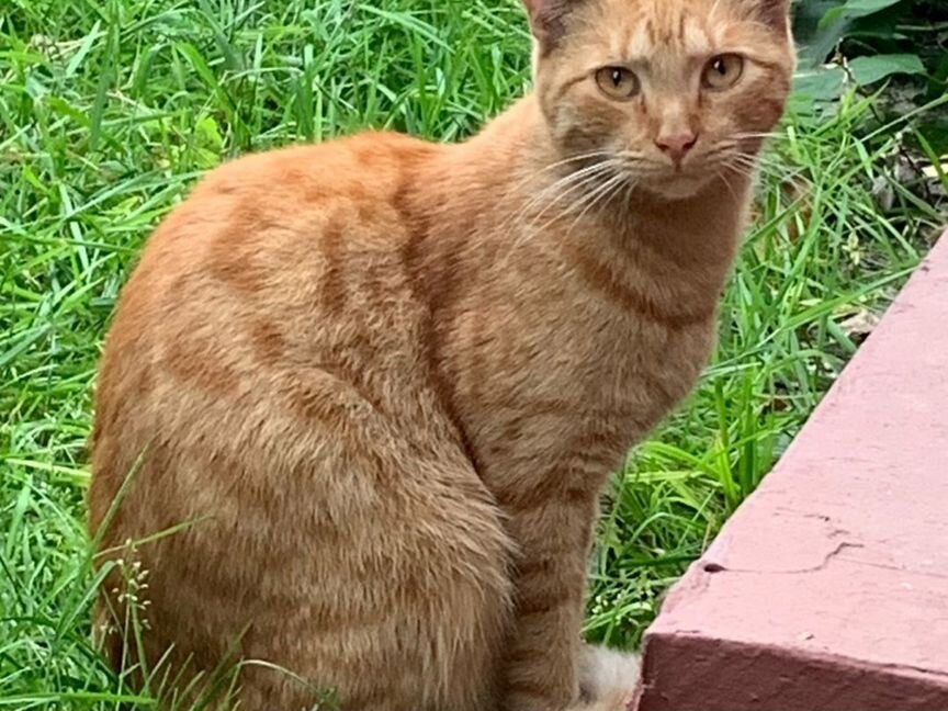 Кот молодой