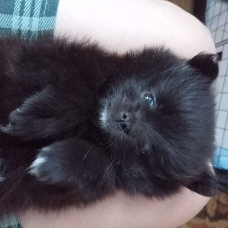 Щенки Шпица