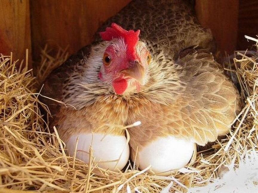 Инкубационное яйцо помесных домашних кур