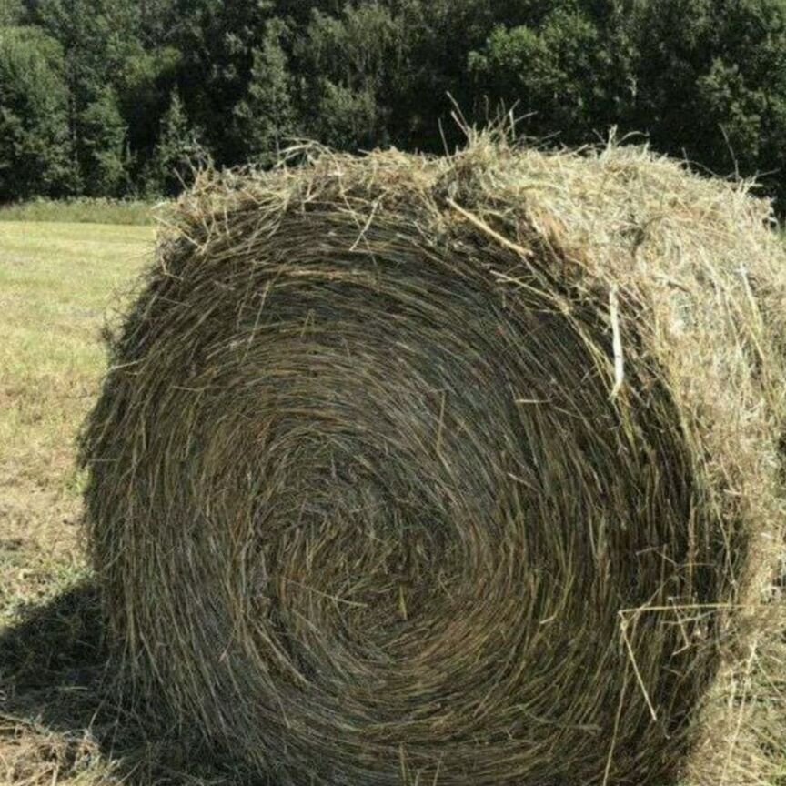 Сено в рулонах